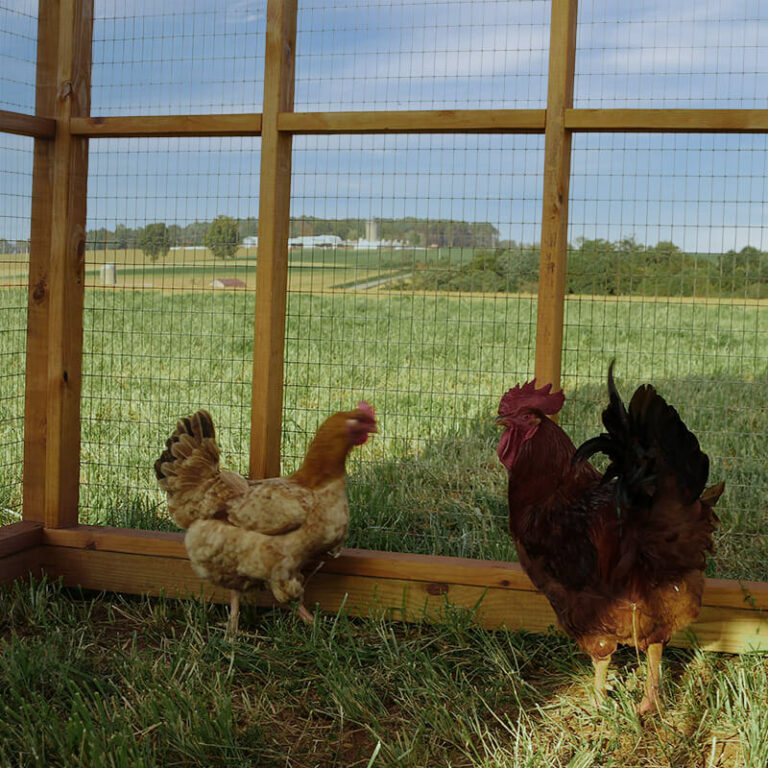 Chicken Runs - Black Bear Outdoor Structures